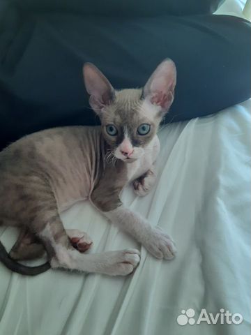 Канадский сфинкс котенок