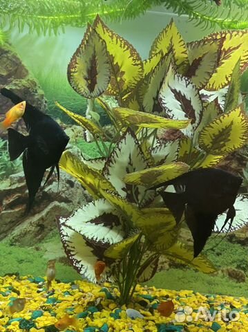 Скалярия черная