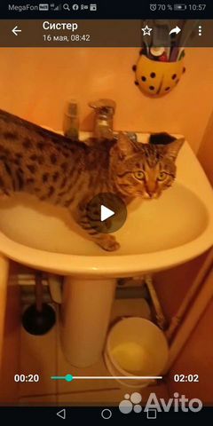 Помогите найти кота