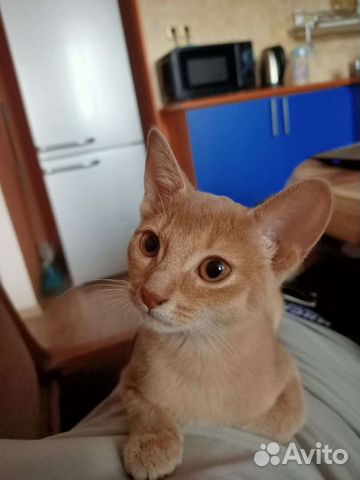 Абиссинская