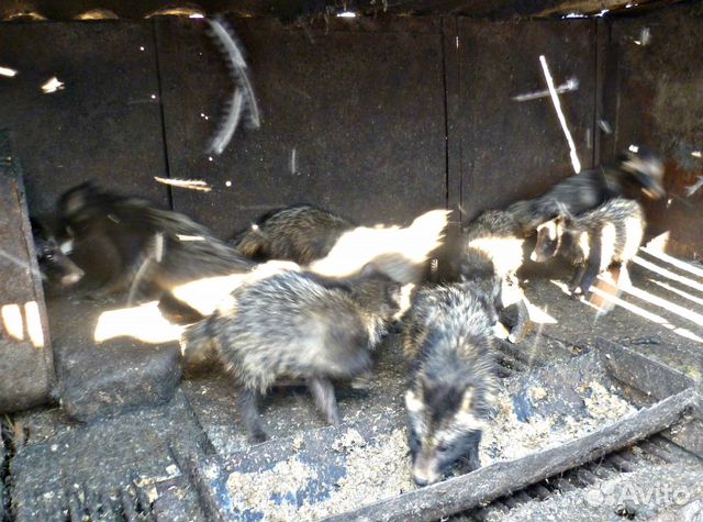 Енотовидные собаки