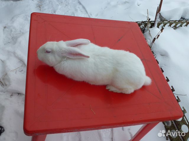 Сукрольная самка "Белый великан" 7 мес