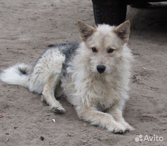 Миниатюрный песик Фред