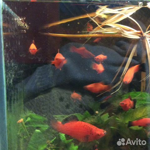 Алый меченосец