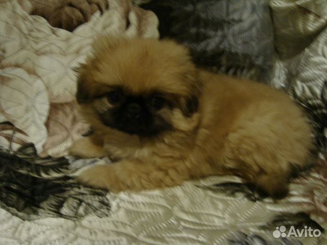 Забавный пушистик ищет хозяина