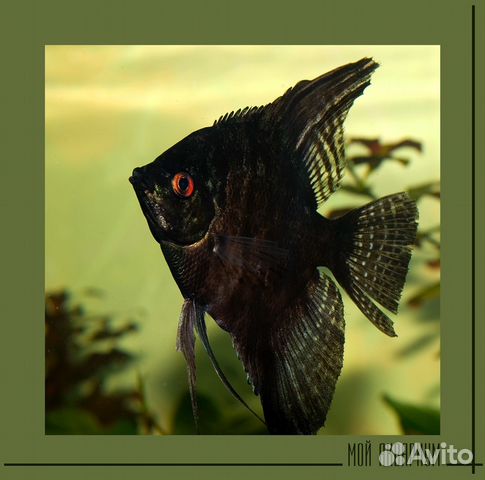 Скалярия ассорти