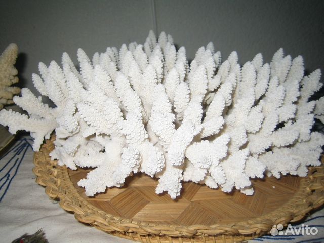 Кораллы с Японского моря