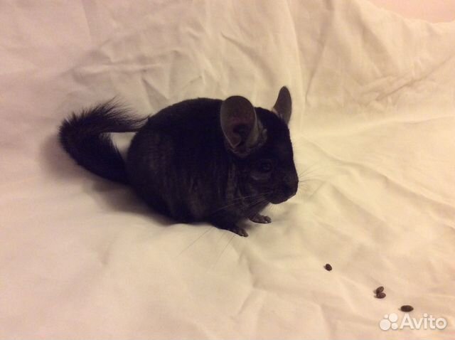 Темный эбони мальчик