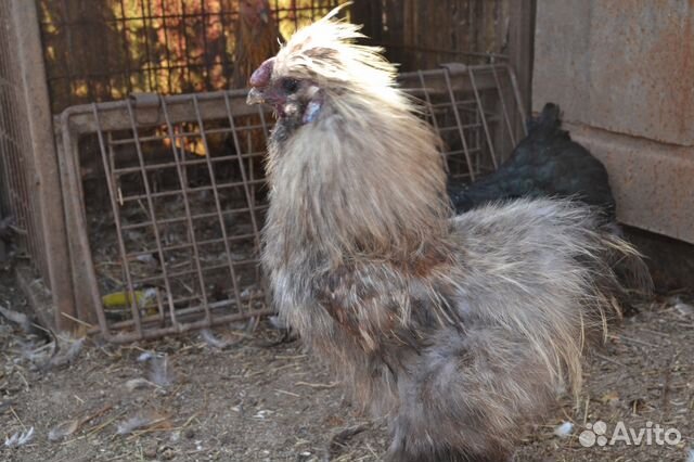 Клушки и цыплята разных пород