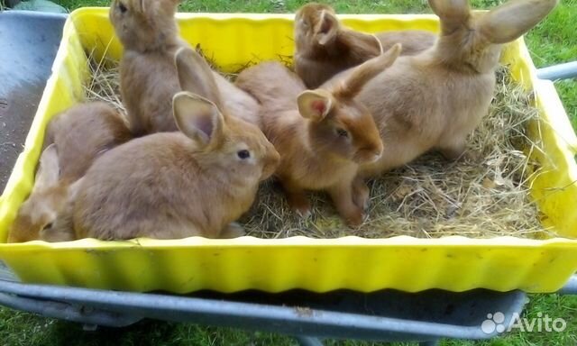 Новозеландцы красные