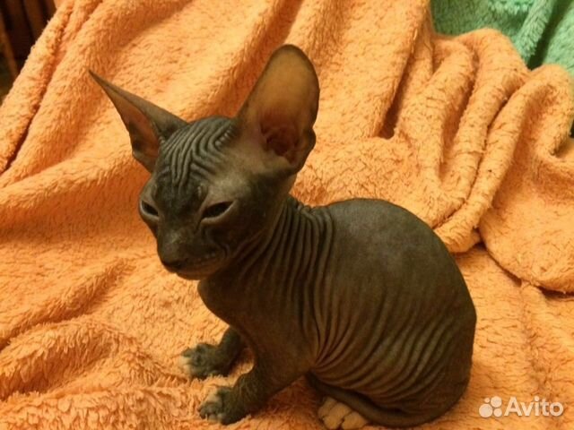 Девочка чудесная Сфинкс-певочка