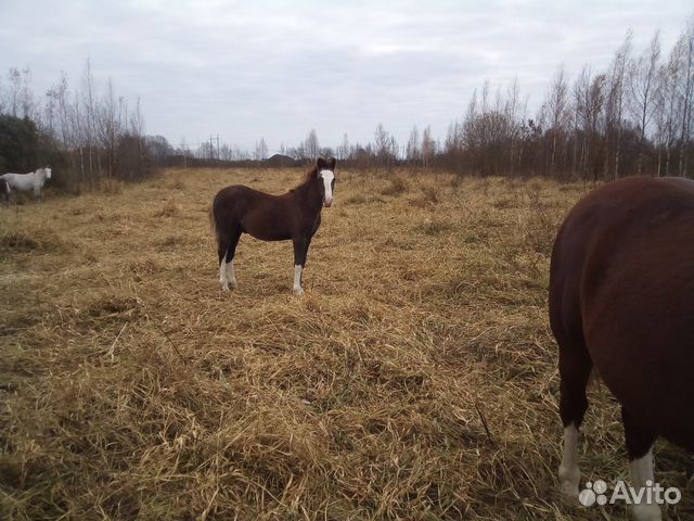 Продам жеребенка