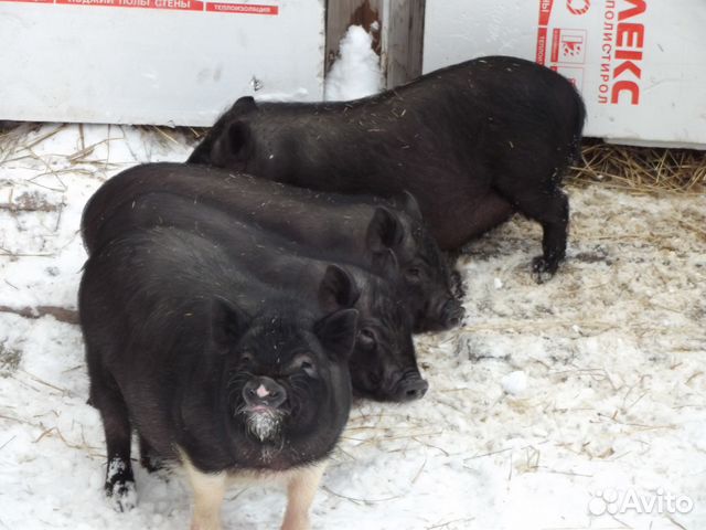 Вьетнамские кабаны на племя