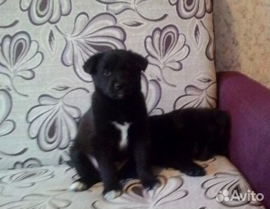 Плюшевые бутузики - щенки в добрые руки