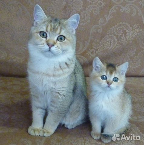 Зеленоглазый красавец