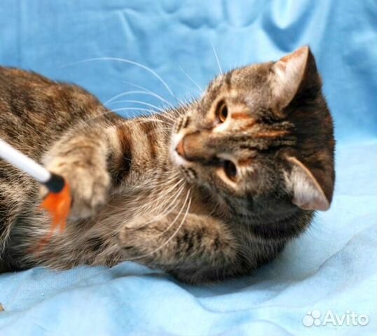 Анечка - и полосаточка и трёхшёрсточка