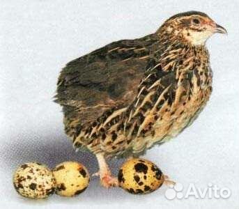 Цысарки и перепела