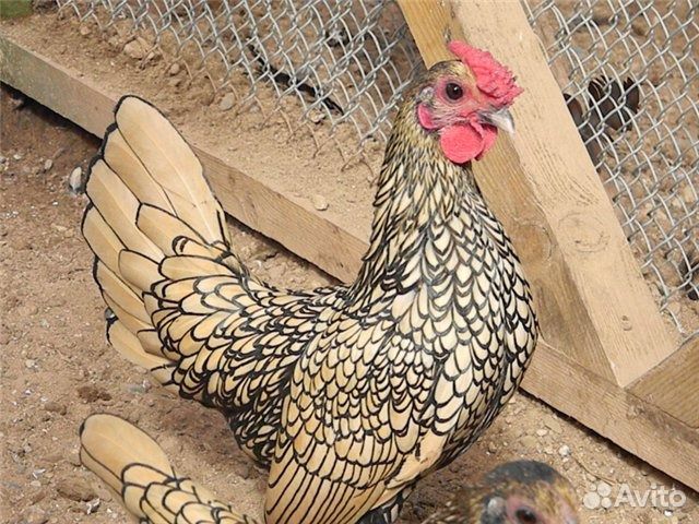 Редкая порода кур