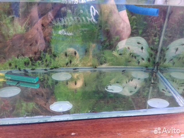 Звездчатый анциструс