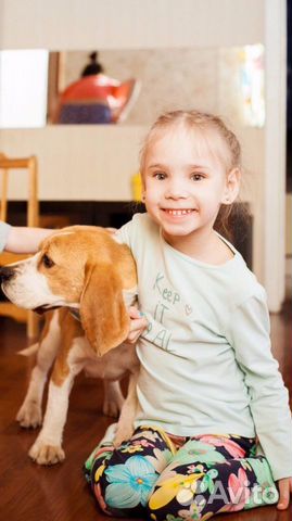 Отдам бигля в семью