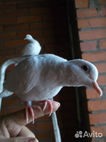 Продам птенцов египетских смеющихся белых горлиц