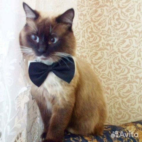 Невско маскарадный котик в добрые руки