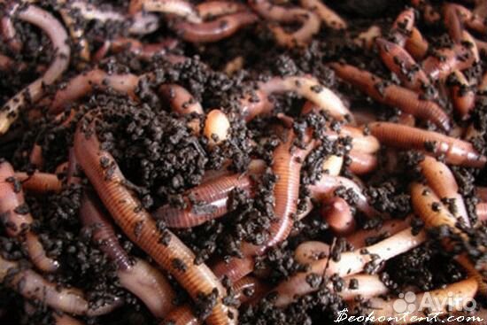 Черви для разведения. Червь старатель владимирский