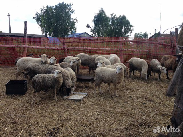 Продается небольшая отара овец