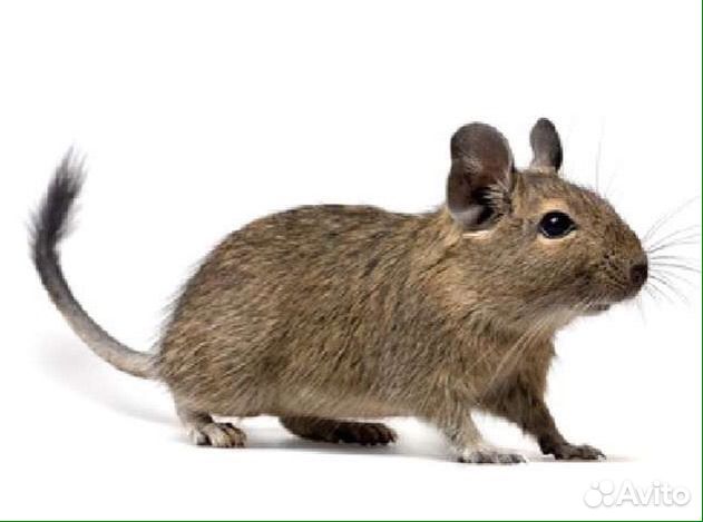 Дегу, "чилийская белка", кустарниковая крыса