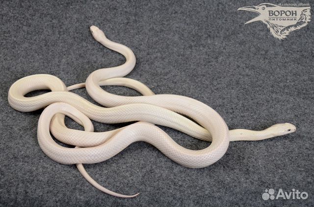 Техасский полоз леуцист