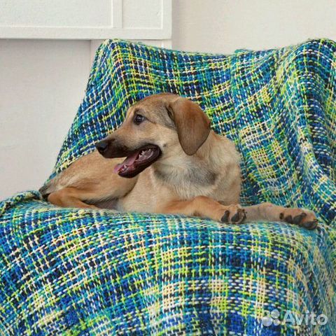 Собака девочка около 2 лет