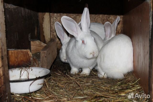 Продам кроликов