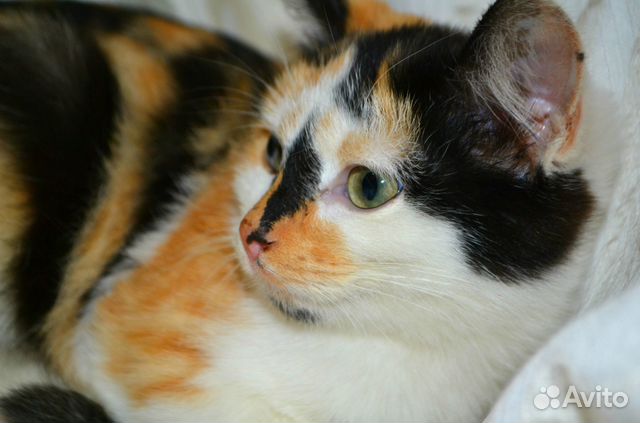 В добрые руки