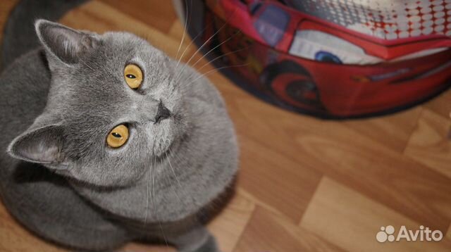 Британская кошка. Вязка