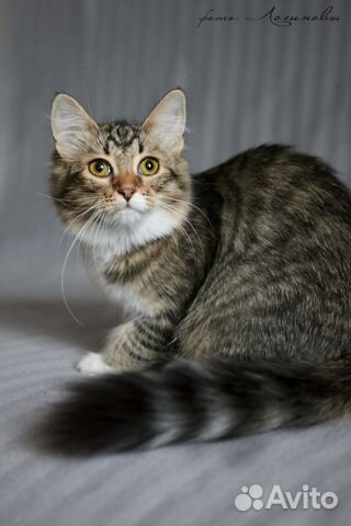 В дар ласковый котёнок-девочка Асти