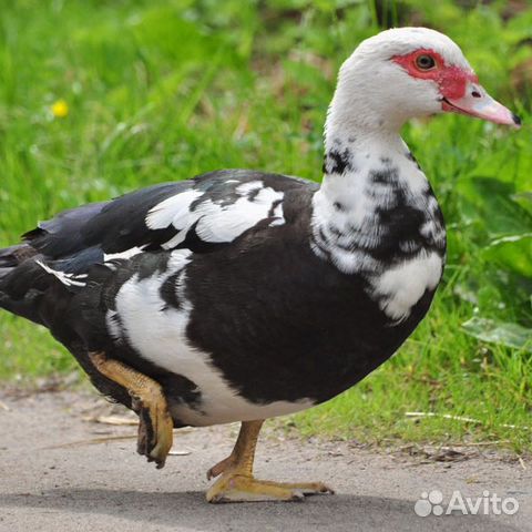 Индоутки на развод и на мясо