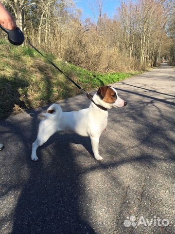 Джек рассел терьер, для вязки