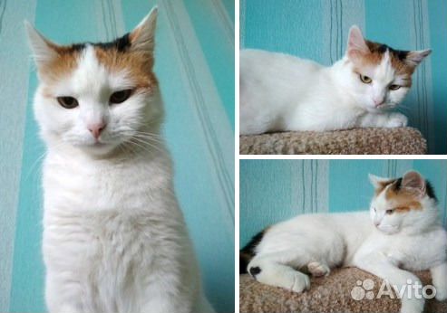 Милашка-кошка ищет семью