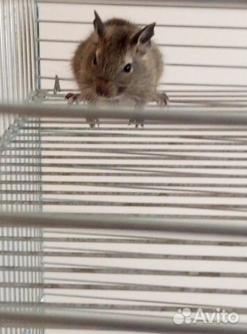 Продам бельчат дегу