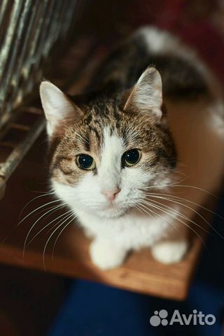 Кошка и кот в дар 9 мес стерилизована
