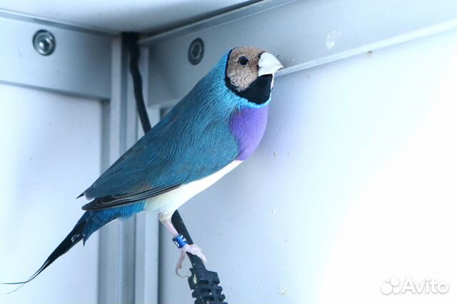 Амадина гульда