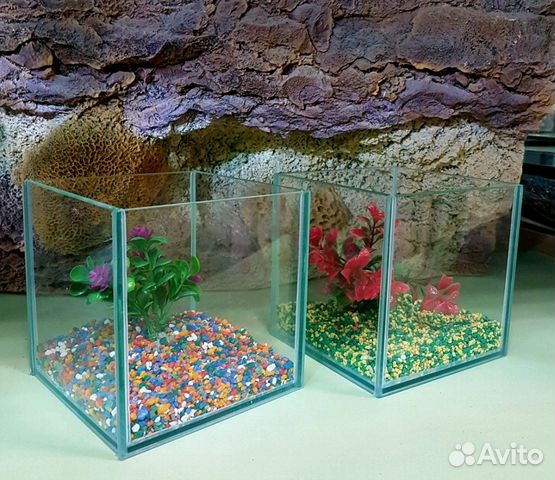Аквариум для петушка