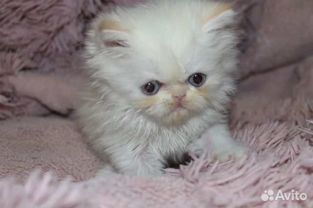 Кошка,котенок, перс,персидский