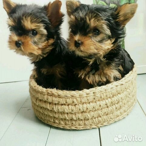 Жду родителей