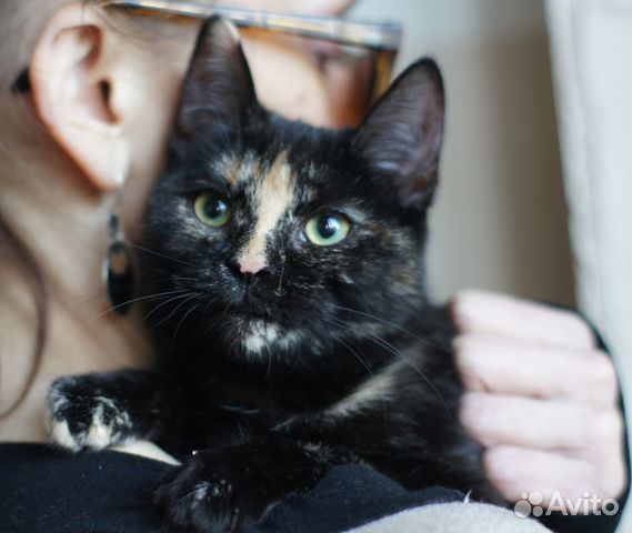 Очень ласковая кошечка Злата, 1годик+, стерилиз