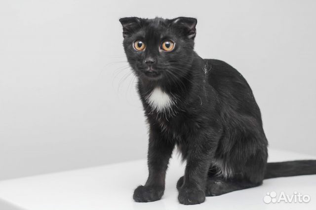 Котенок-мальчик