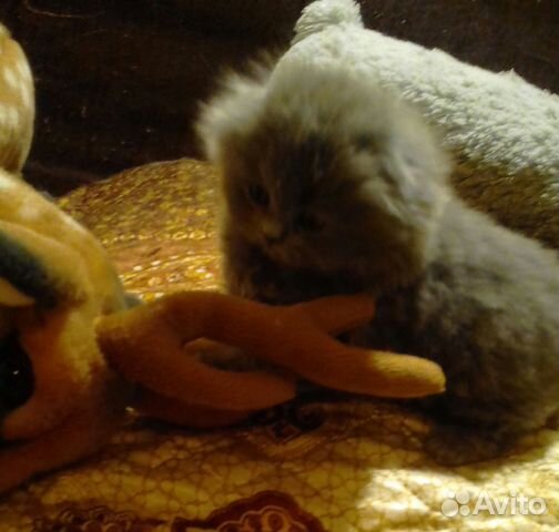 Ежики на охоте