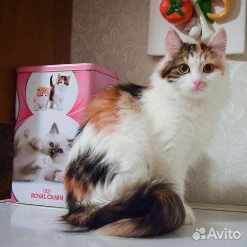 Нарядная ласковая кошечка