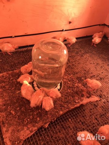 Живой корм для домашних хищников