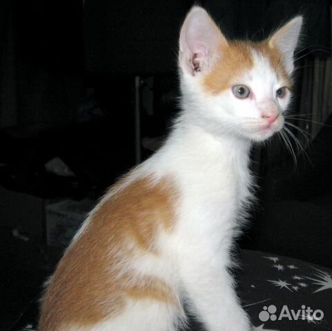 Бело-рыжая кошка-подросток 6 мес. стерилизована